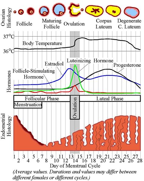 Corpus Luteum Definition And Function Biology Dictionary