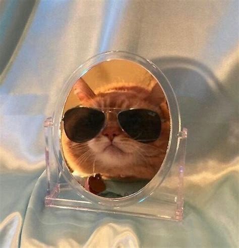 Aesthetic Cat With Sunglasses