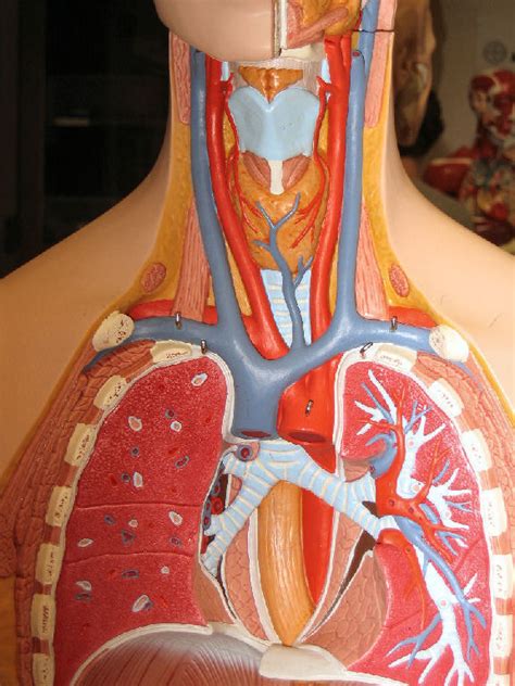 EX 23 Respiratory Torso Model Diagram Quizlet