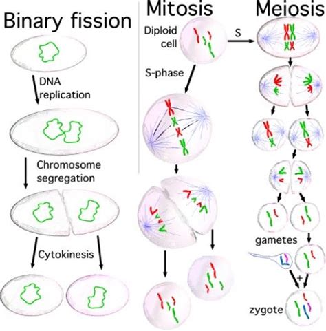 Cell Division Mitosis And Meiosis