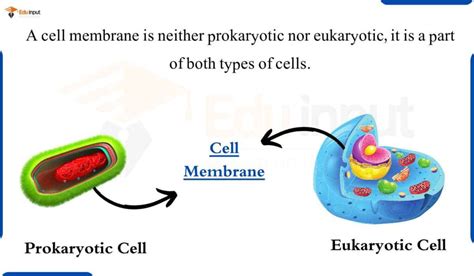 Is A Cell Membrane Prokaryotic Or Eukaryotic