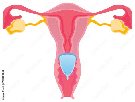 Vagina Anatomy With Menstrual Cup Female Reproductive System Women