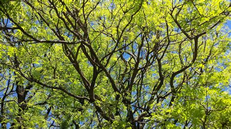 Fotos gratis árbol bosque rama luz de sol flor verde abedul