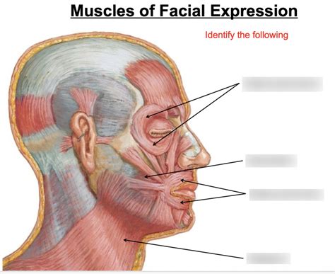 Muscles Of Facial Expression Diagram Quizlet