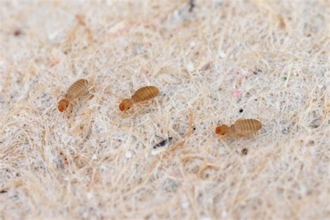 Insectes D Humidite Dans La Maison Ventana Blog