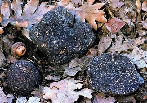 La truffe et la forêt une façon de bien terminer lannée Botanique
