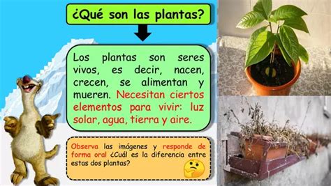 Ppt Necesidades De Las Plantas Para Vivir Profe Social