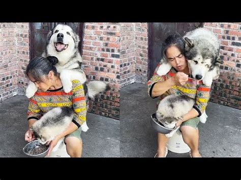 Alaska đáng Yêu đã Lớn Rồi Mà Vẫn Làm Trò Hư Hỏng Lừa Hết đồ ăn YouTube