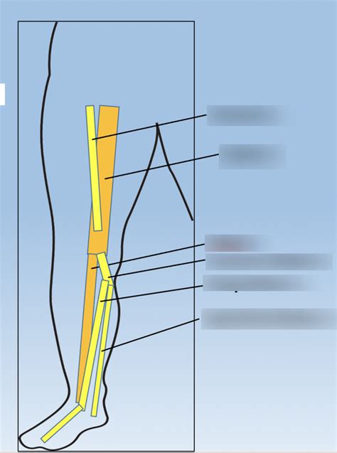 Nerve Diagram Diagram Quizlet