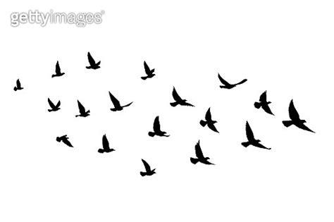 Flying Birds Silhouettes On Isolated Background Vector Illustration