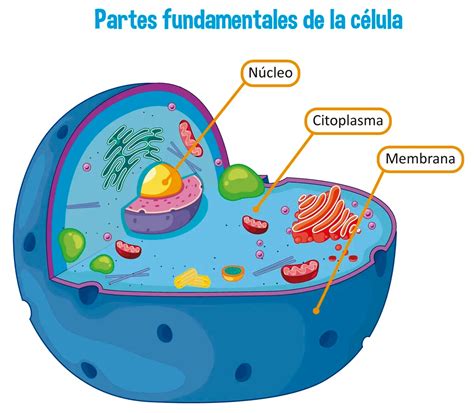La C Lula Sus Partes Y Funciones Mind Map