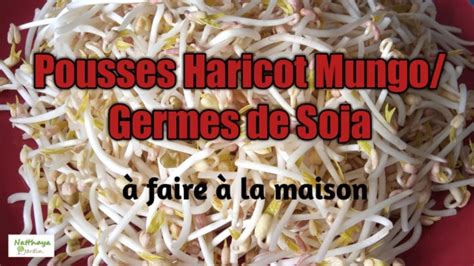 Faire Pousses De Haricots Mungo Germes De Soja Par Une Passoire YouTube