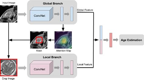 figure 1 from deep learning with attention to predict gestational age of the fetal brain