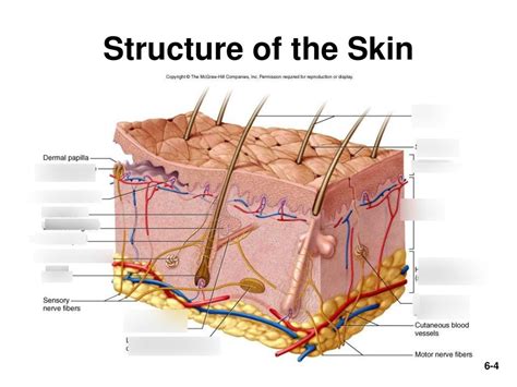 The Integumentary System Diagram Quizlet
