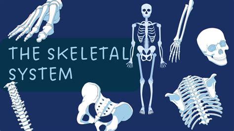 Skeletal System Definition Types Of Bones Functions Of Bones