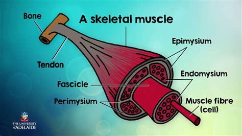 Humbio X Connective Tissue Of Skeletal Muscle Youtube