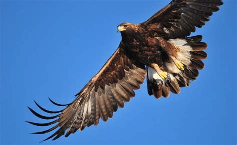 Jenis Burung Elang Di Indonesia Si Paruh Bengkok Saat Berkembang Biak
