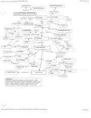 Rebecca Taney Digestive System Concept Map WS Pdf Digestive Sys