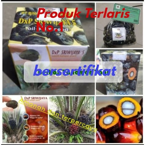 Jual Bibit Kecambah Sawit DxP Sriwijaya Shopee Indonesia