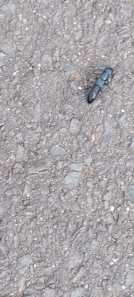 Käfer unbestimmt Coleoptera indet 2 Käfer unbestim Flickr
