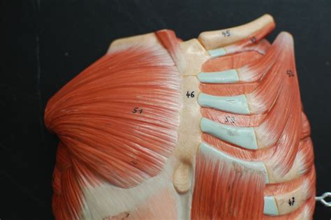 Upper Torso Muscles Anatomy