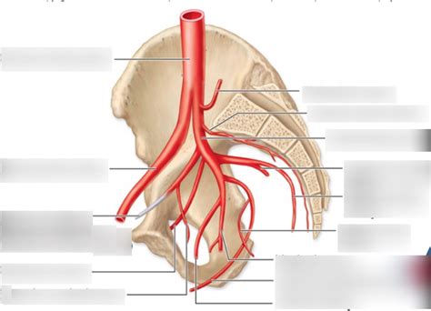 Perineum Arteries Diagram Quizlet