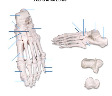 Foot Ankle Bones Diagram Quizlet