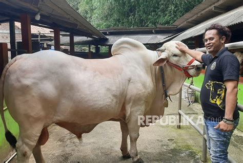 Kisah Turbo Sapi Kurban Presiden Jokowi Milik Anggota Tni Republika