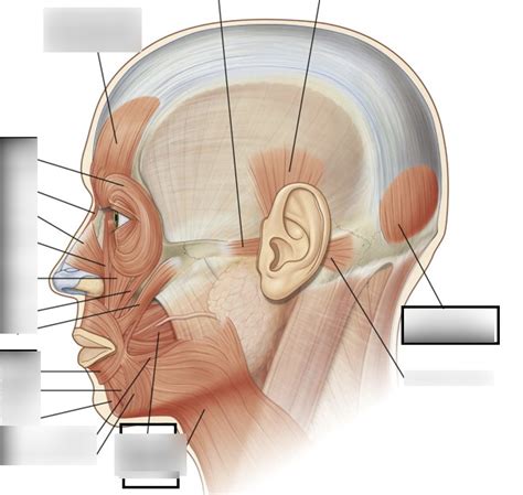 Muscles Of Facial Expression Diagram Quizlet