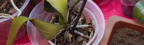 Orchideen haben welke Blätter Das können Sie dagegen tun