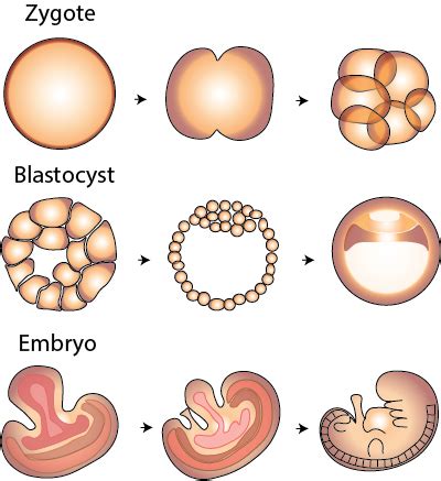 Zygote Formation Overview Process Video Lesson Transcript