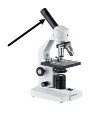 Microscopy Flashcards Quizlet