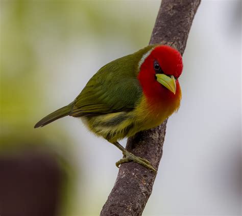 eBird Checklist 22 Dec 2022 Galeria de Colibrí y Soda Cinchona