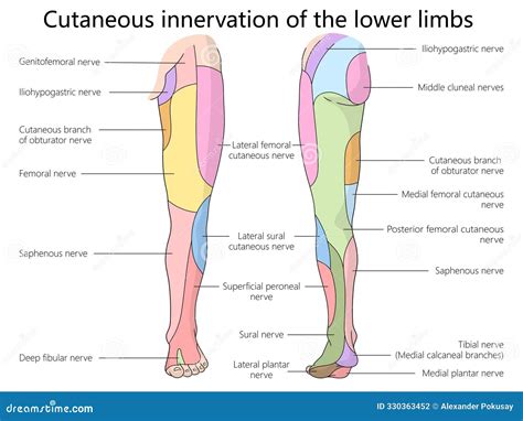 Lower Limb Cutaneous Nerve Innervation Diagram Stock Illustration