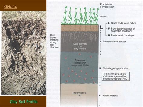 Gley Soil Profile Diagram Quizlet