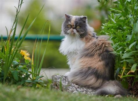 En Uysal Kedi Cinsleri 10 Uysal Kedi Cinsi Miyavliyo