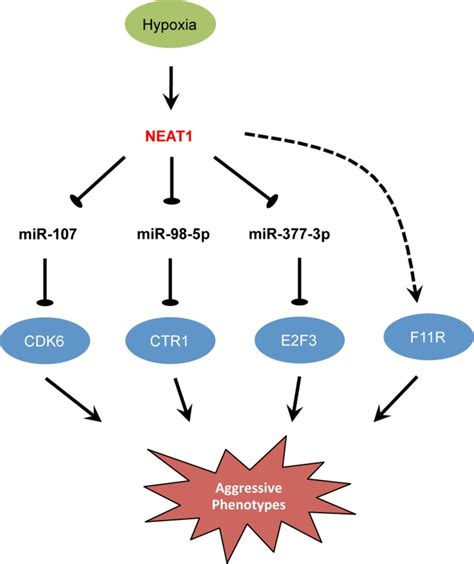 NEAT1 A Novel Cancerrelated Long Noncoding RNA PMC