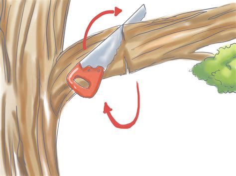 Cómo podar árboles 8 pasos con fotos wikiHow