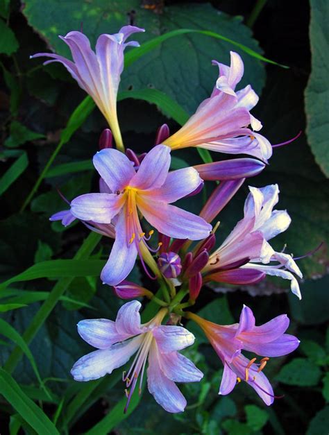Naked Lady Amaryllis Belladonna By Monarch On YouPic
