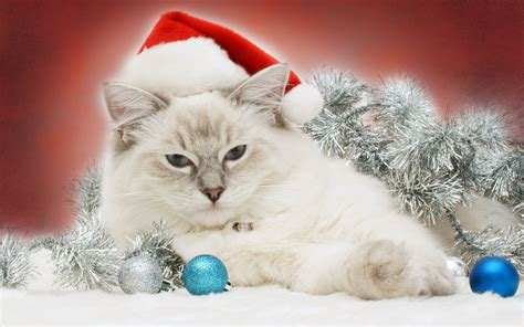 Happy New Year Kittens Wallpapers Wallpaper Cave