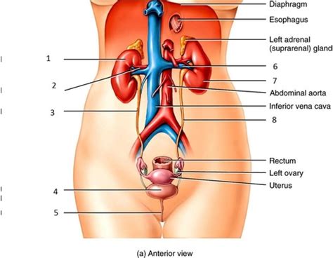A And P Lab Urinary System Flashcards Quizlet