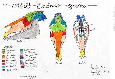 Atividade Anatomia Ossos Do Cr Nio Equino Anatomia Veterin Ria I