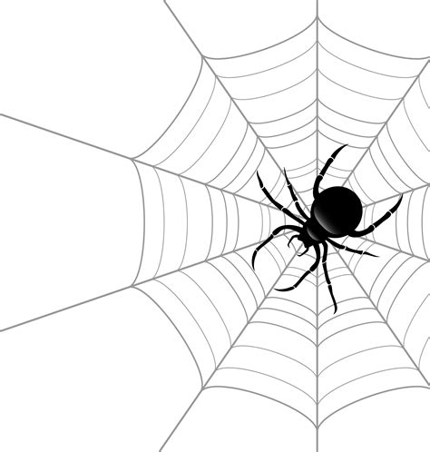 Spider Web Theridiidae Euclidean Vector Vector Spider Web Png