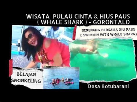 Travel Pulau Cinta Dan Wisata Whale Shark Hiu Paus Raksasa Di Gorontalo