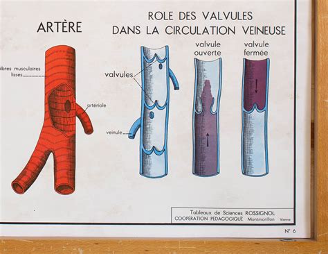 Anatomie Corps humain Vintage Affiche scolaire double face d école