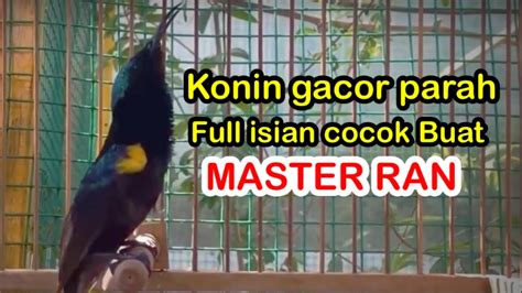 Konin Gacor Nembak Konin Full Isian Tonjolan Super Mewan Masteran