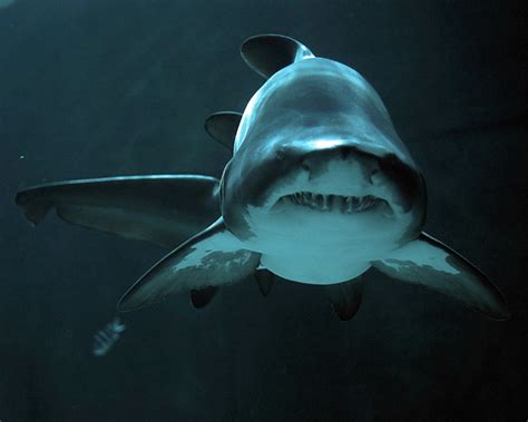 Fonds d ecran Monde sous marin Requins Animaux télécharger photo