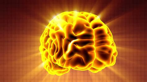 Brain