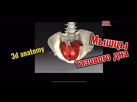 Мышцы тазового дна 3d anatomy MUSCLE MOTION YouTube