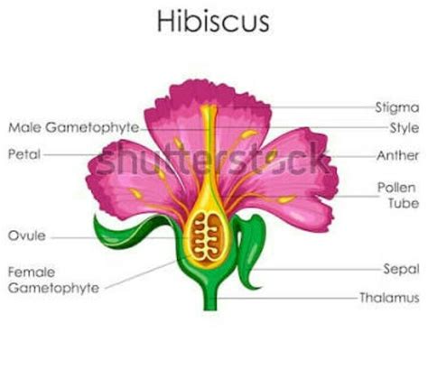 Longitudinal Section Of Flower